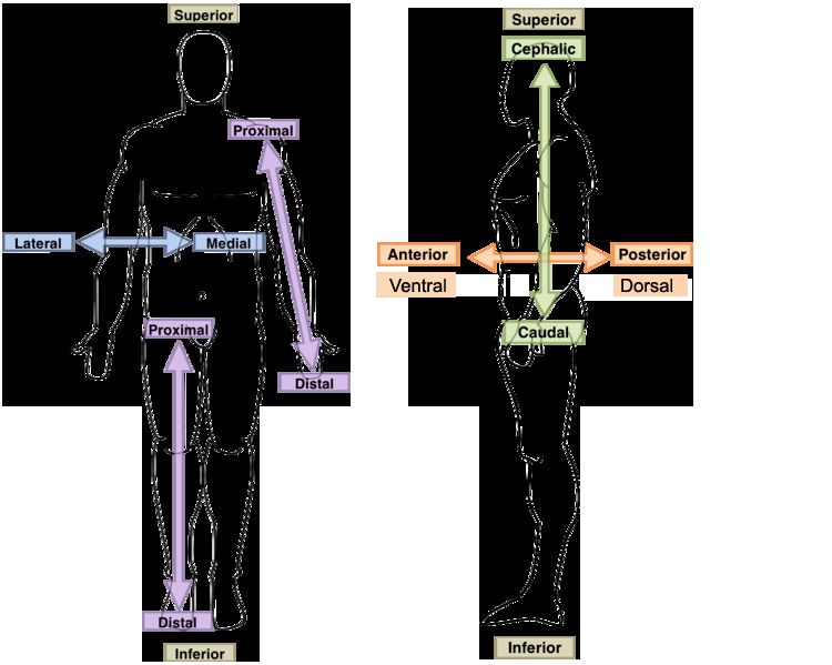 50 Anatomical Terms Worksheet Answers
