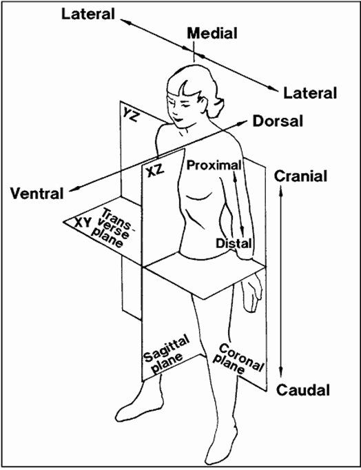 Anatomical Positions Worksheet Anatomical Positions Worksheet