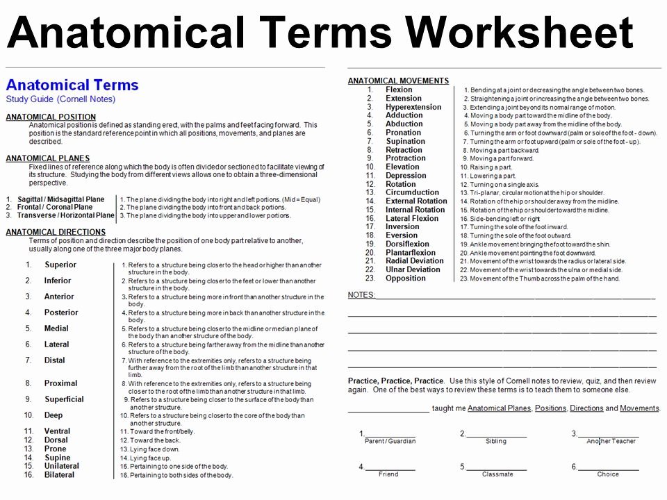 50 Anatomical Terms Worksheet Answers Chessmuseum Template Library