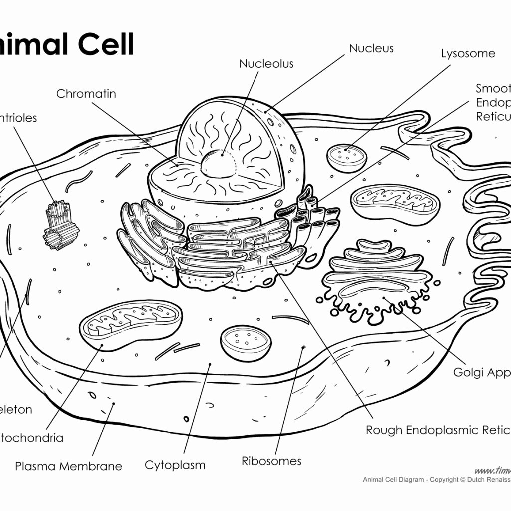 50 Animal Cell Worksheet Answers 50 Animal Cell Worksheet Answers