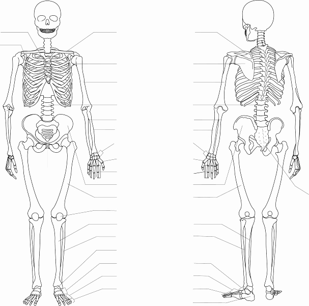 50 Appendicular Skeleton Worksheet Answers