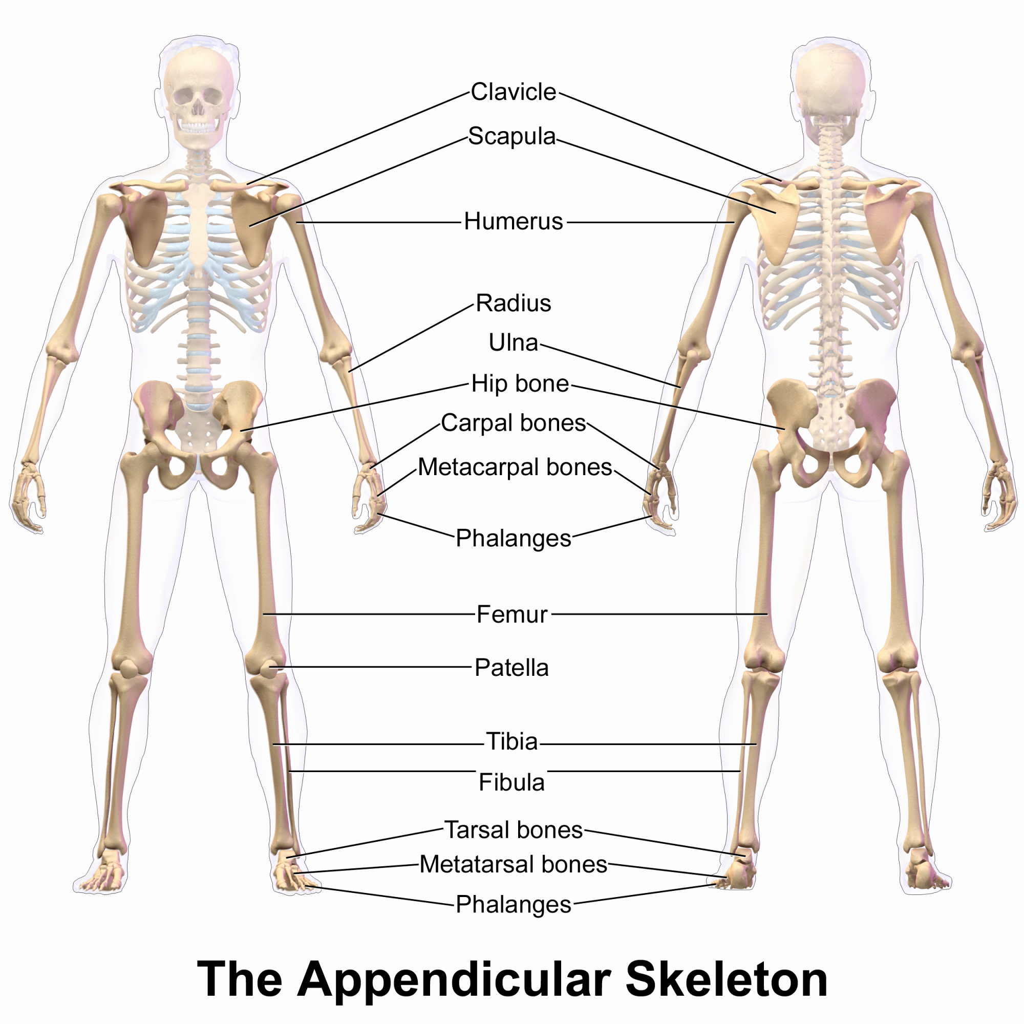 50 Appendicular Skeleton Worksheet Answers Chessmuseum Template Library
