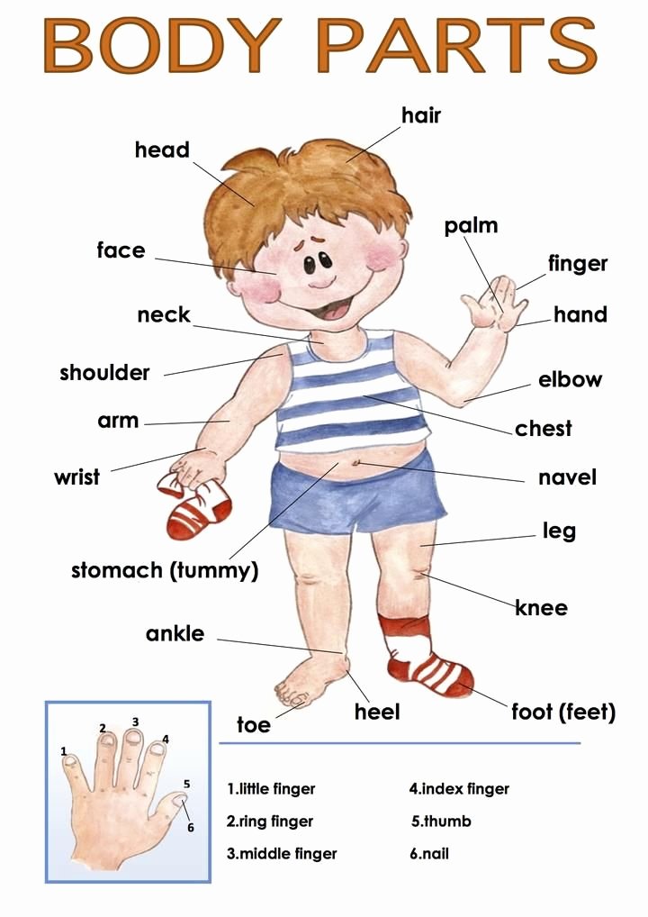 50 Body Parts In Spanish Worksheet