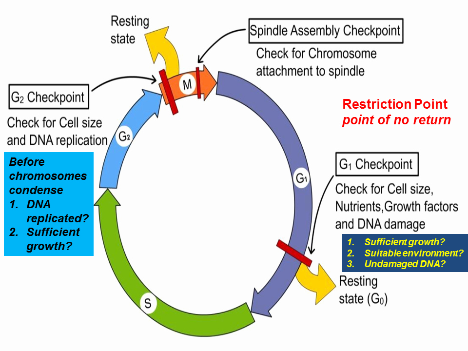 50 Cell Cycle Worksheet Answers