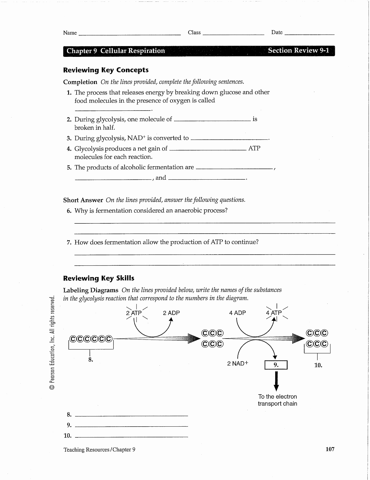 46 Cell Division Worksheet Answers Chessmuseum Template Library