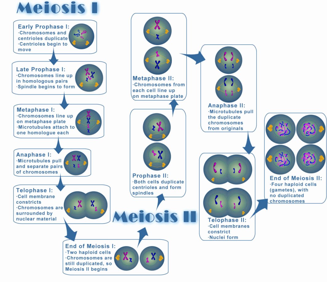 50 Cells Alive Worksheet Answer Key 50 Cells Alive Worksheet Answer Key