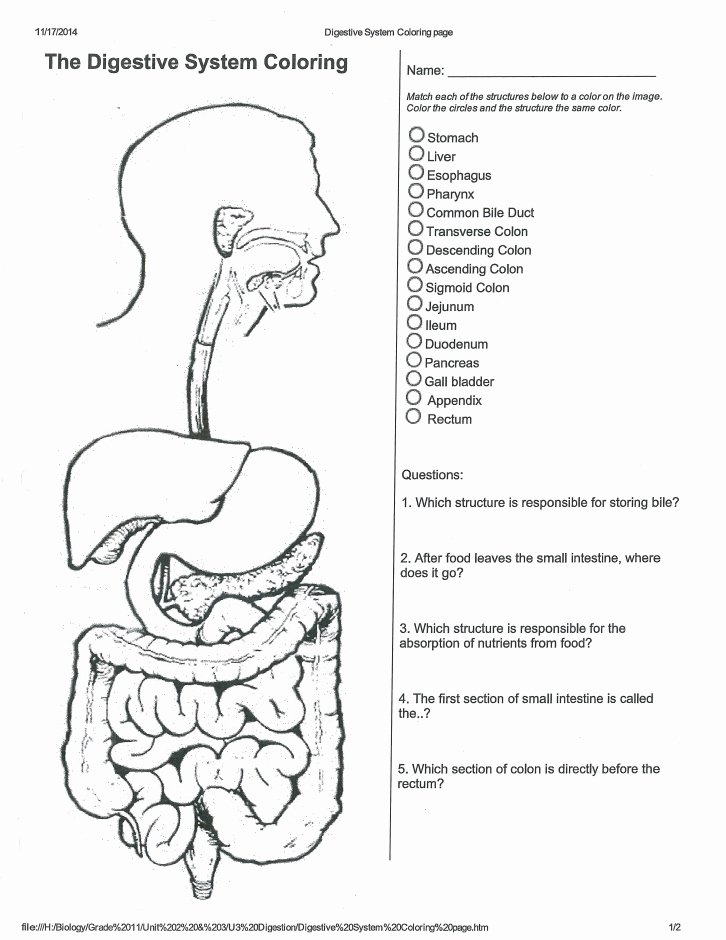 Digestive System Worksheet Answer Key E Street Light Digestive System Worksheet Answer Key E Street Light