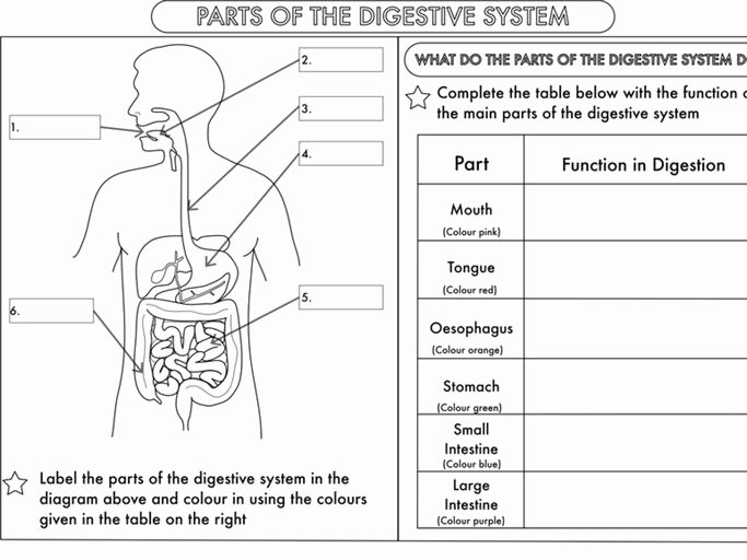 50 Digestive System Worksheet Answers