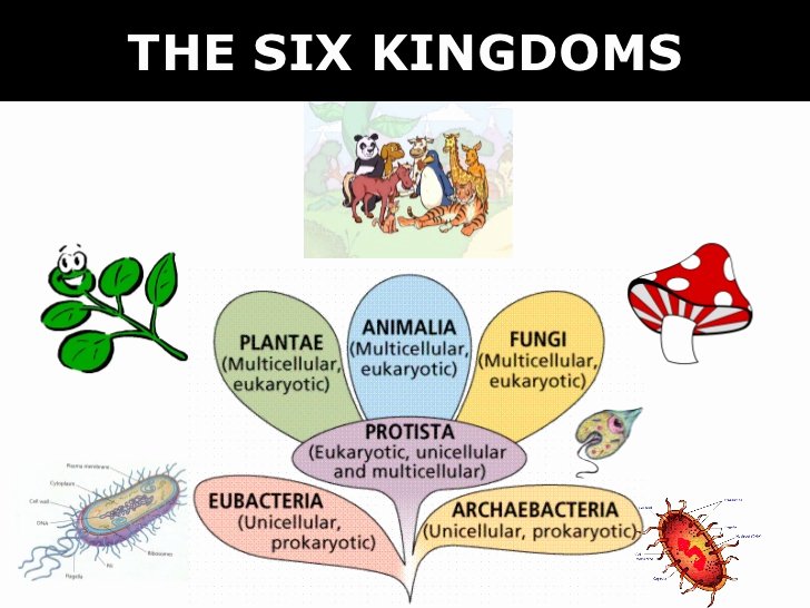 50 Domains And Kingdoms Worksheet 50 Domains And Kingdoms Worksheet