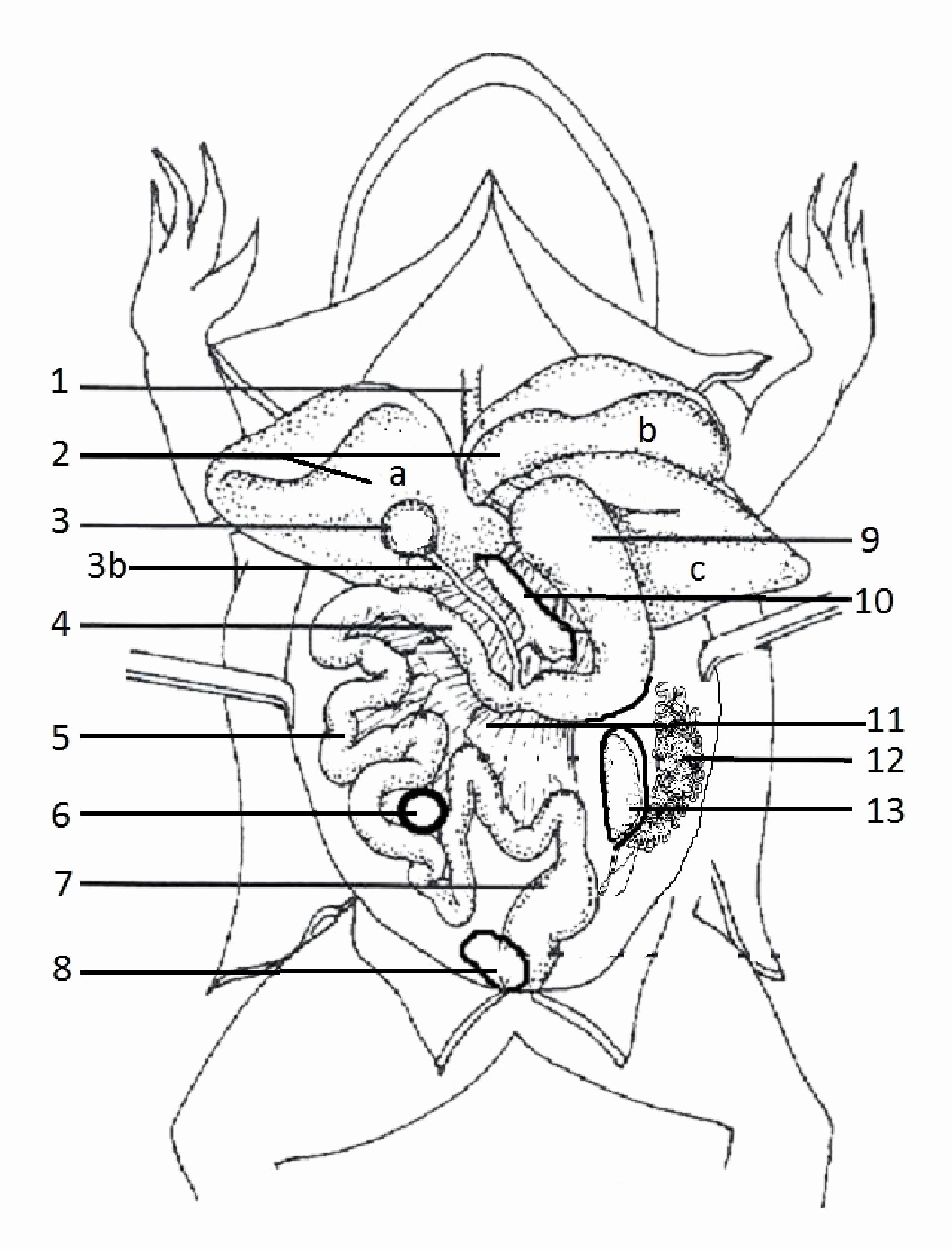 50 Frog Dissection Pre Lab Worksheet Chessmuseum Template Library