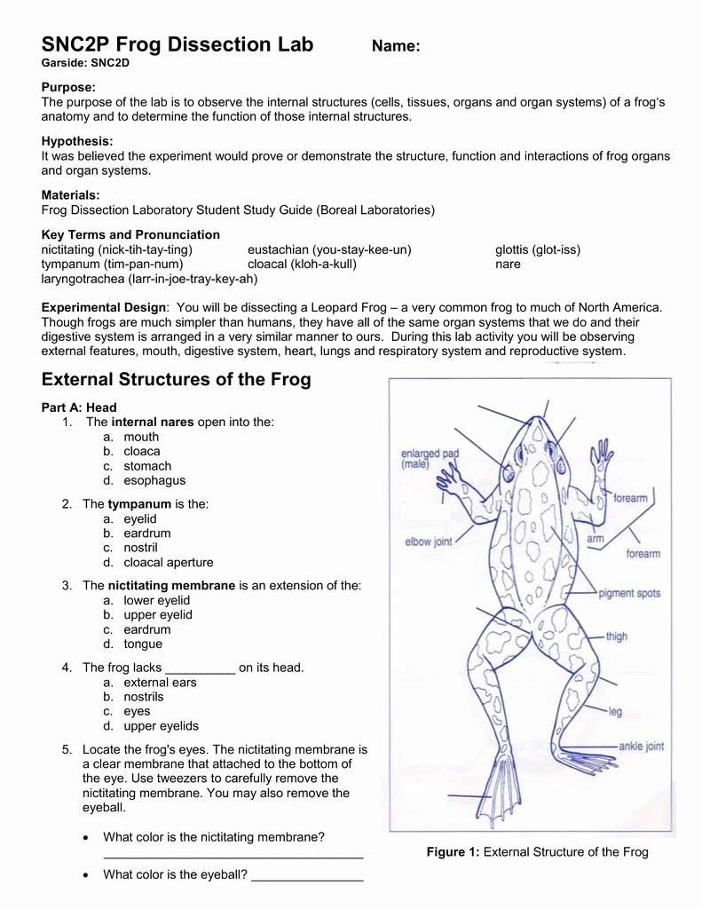 Frog Dissection Coloring Worksheet Answers
