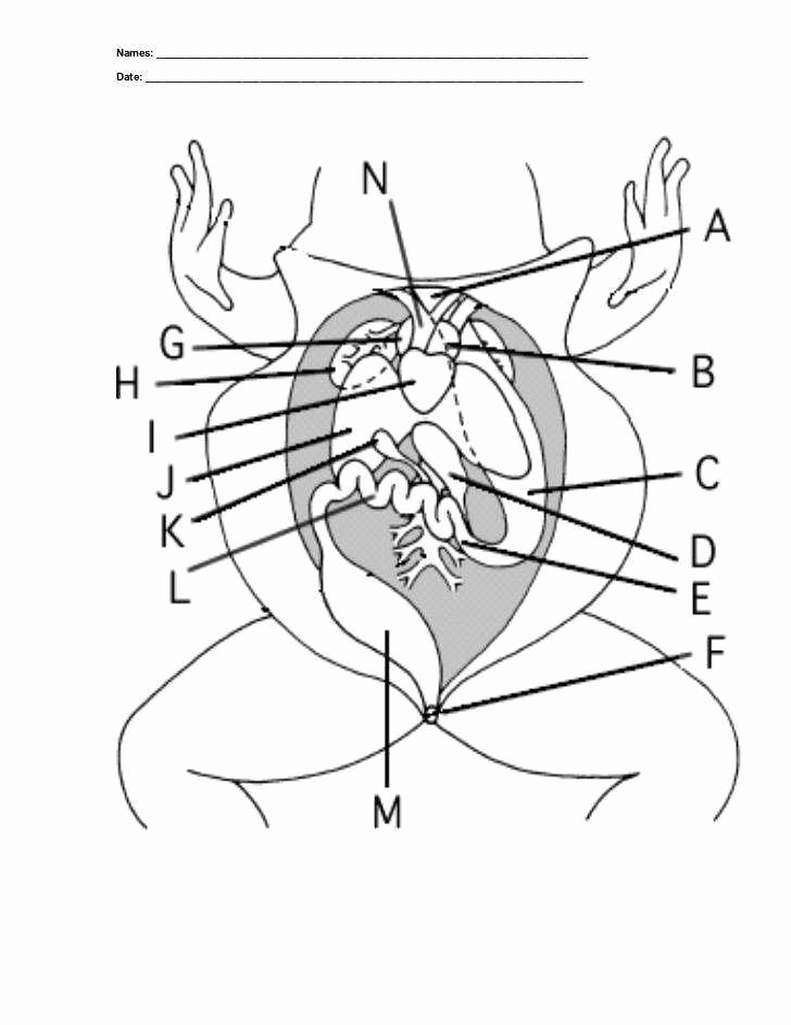 Frog Dissection Diagram Inrikodoor