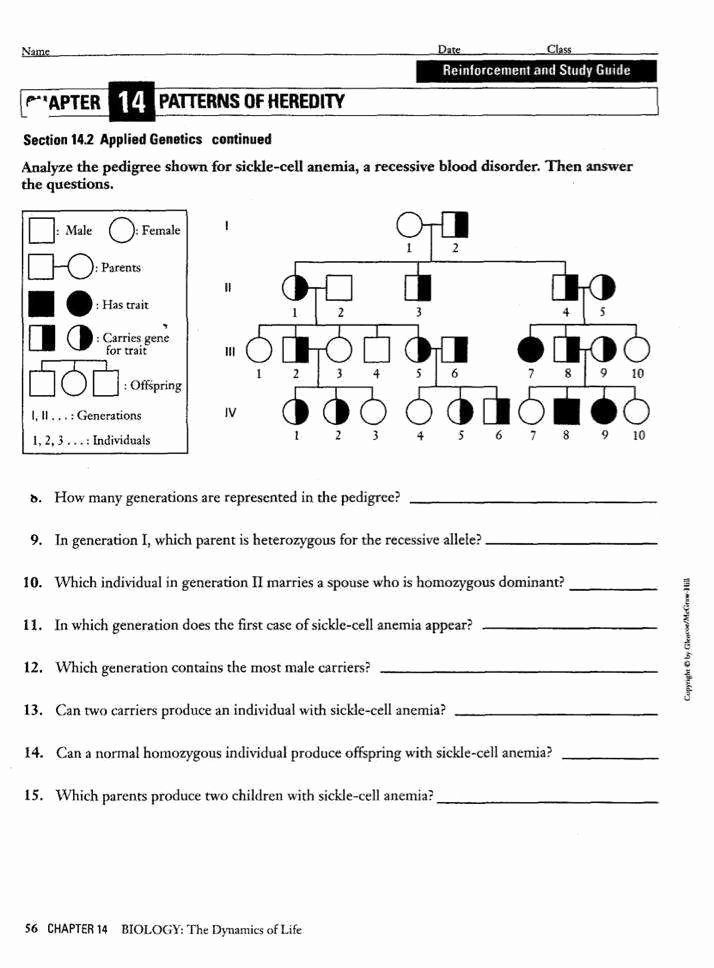 Worksheet On Basic Genetics Answers Printable Word Searches