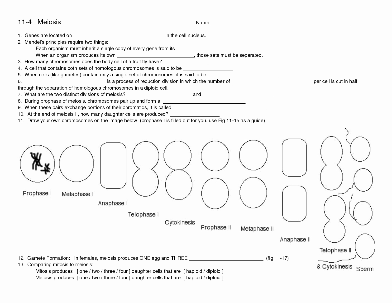 50 Mitosis Vs Meiosis Worksheet Answers 50 Mitosis Vs Meiosis Worksheet Answers