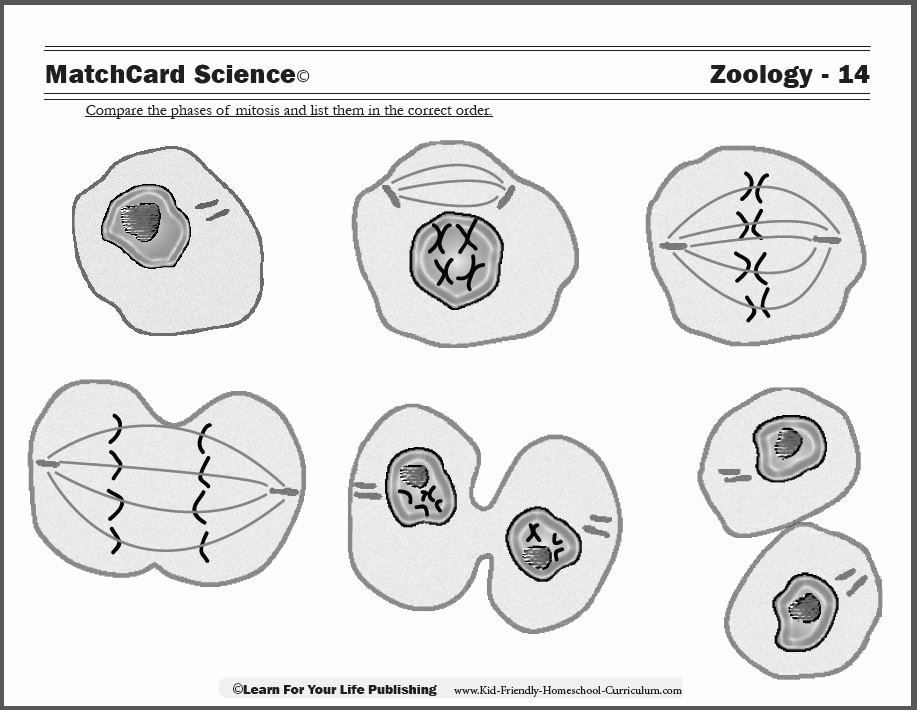 50 Onion Cell Mitosis Worksheet Answers 50 Onion Cell Mitosis Worksheet Answers