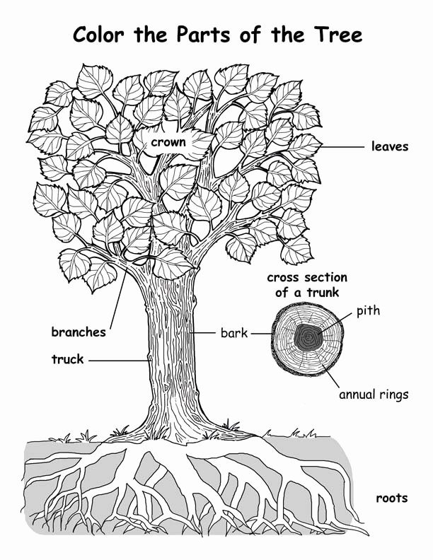 50 Parts Of A Tree Worksheet
