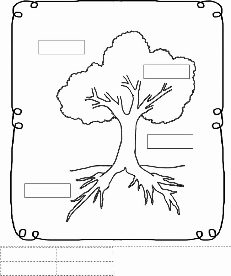 50 Parts Of A Tree Worksheet