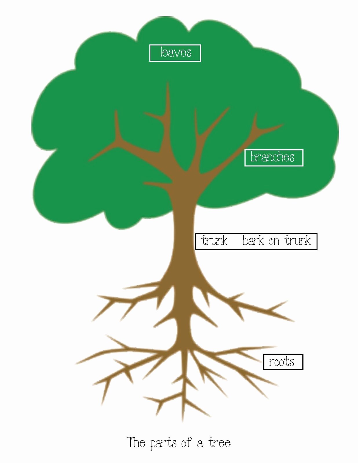 50 Parts Of A Tree Worksheet