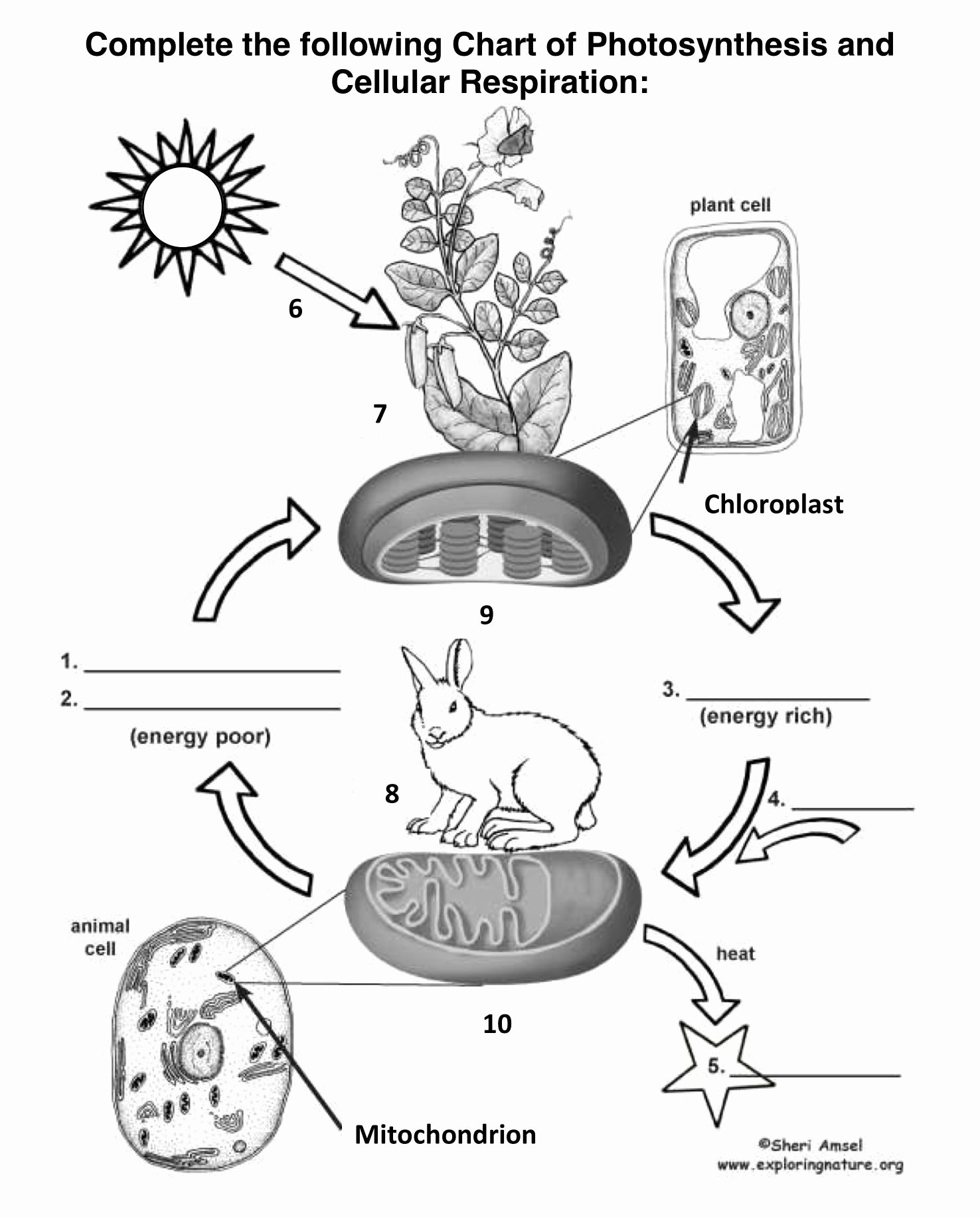 Photosynthesis And Cellular Respiration Worksheet Chessmuseum My XXX Photosynthesis And Cellular Respiration Worksheet Chessmuseum My XXX