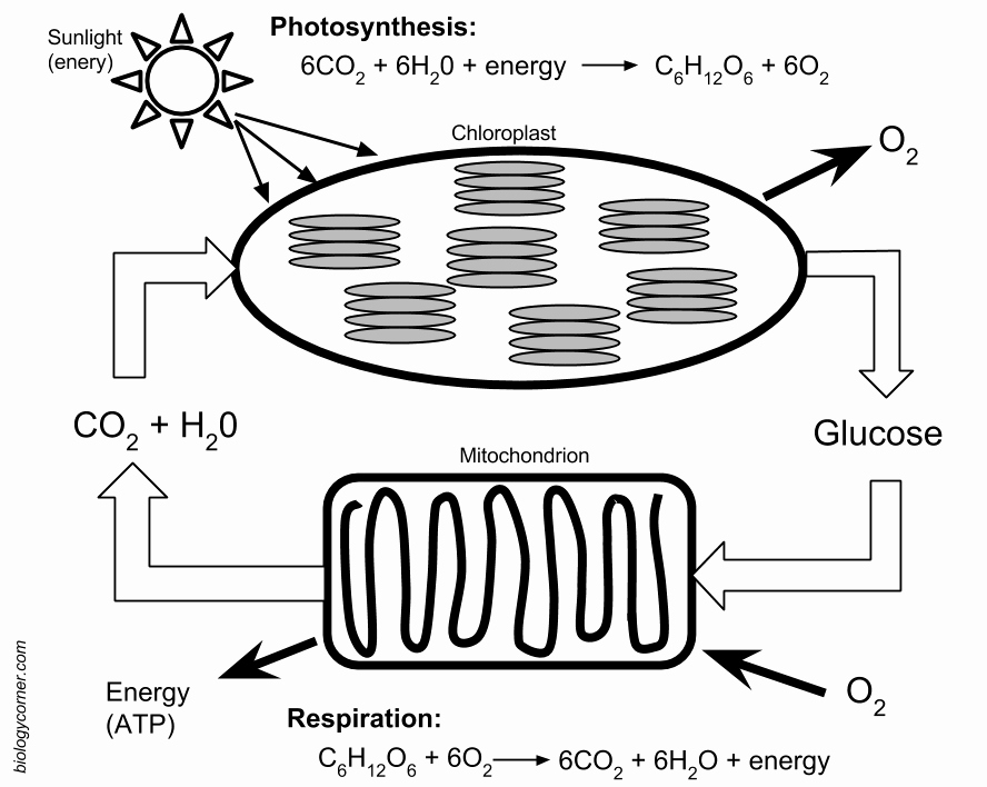 50 Photosynthesis Worksheet Answer Key 50 Photosynthesis Worksheet Answer Key