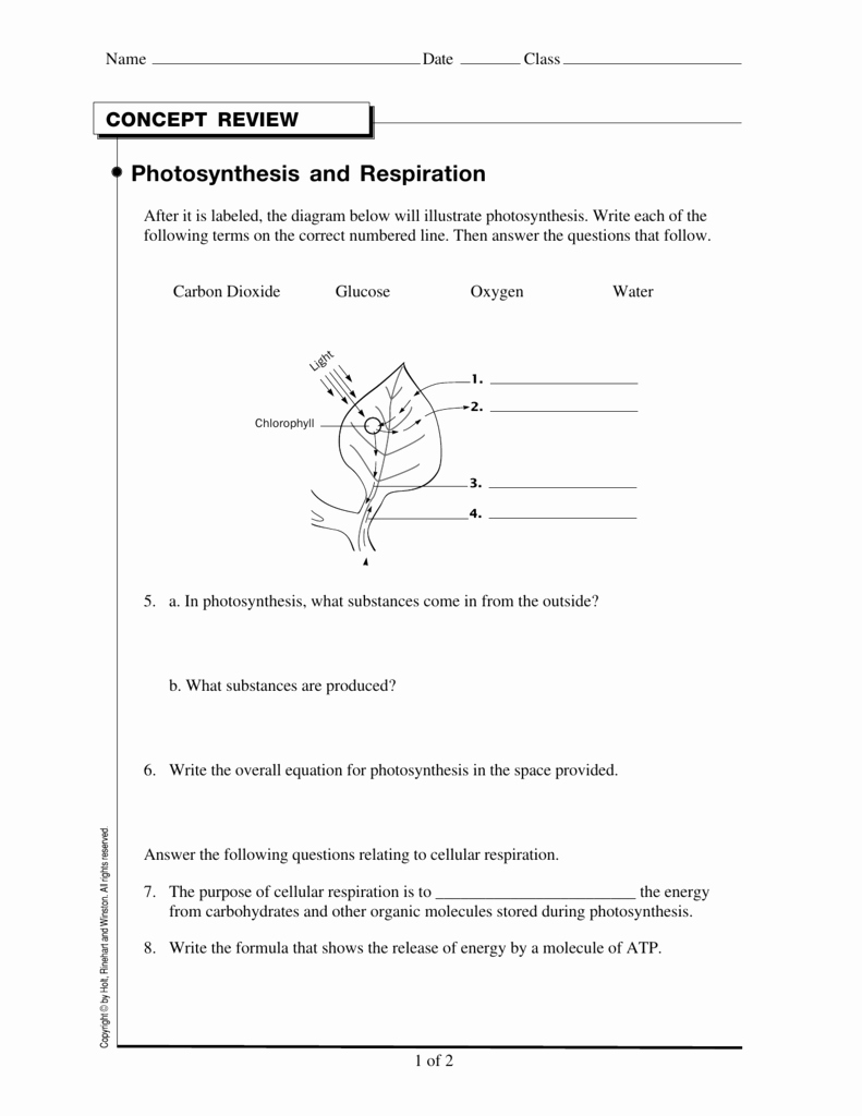50 Photosynthesis Worksheet Answer Key 50 Photosynthesis Worksheet Answer Key