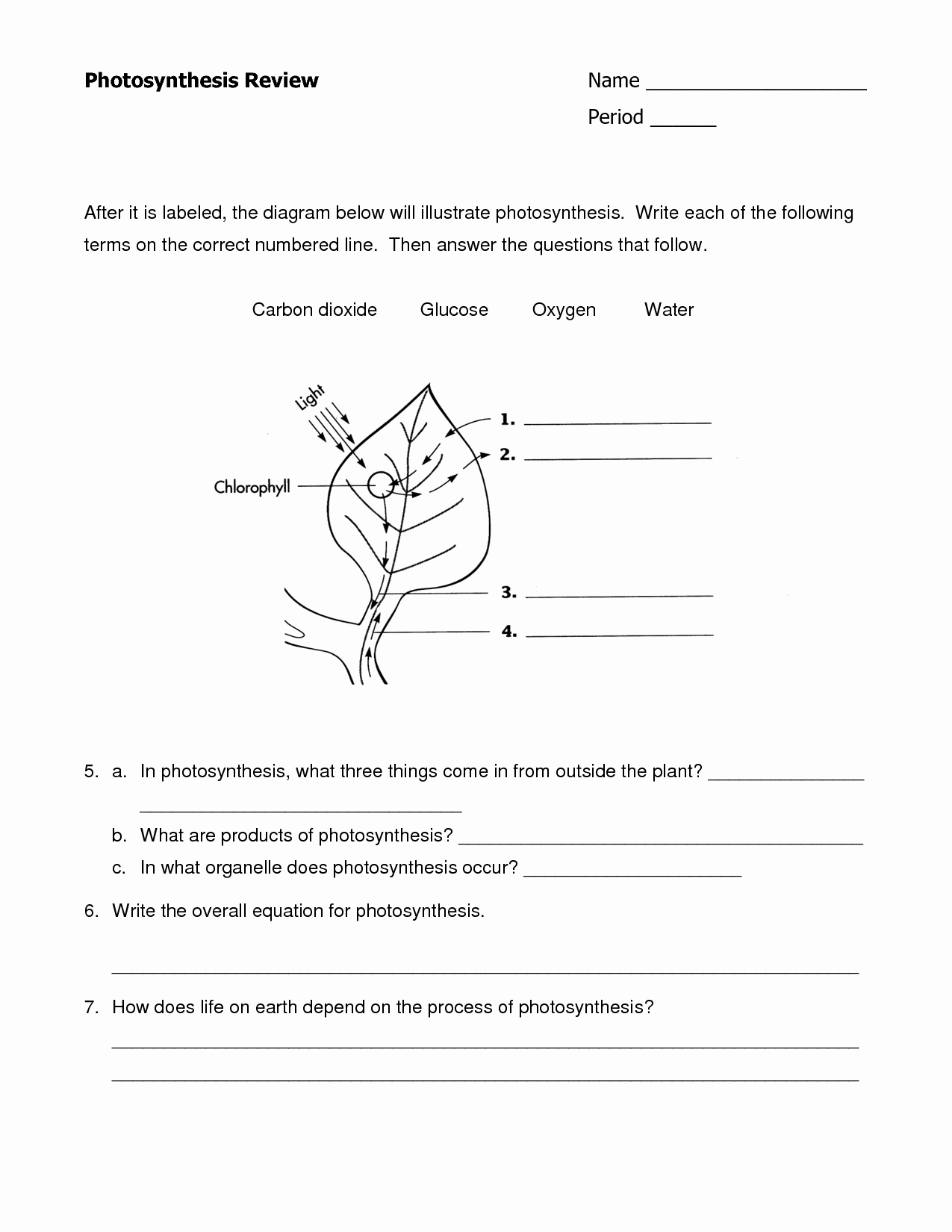 50 Photosynthesis Worksheet High School