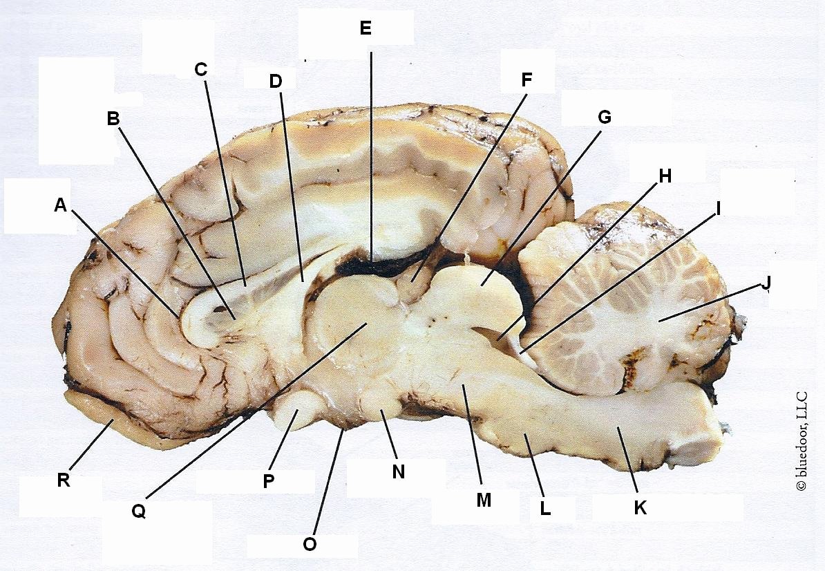 50 Sheep Brain Dissection Worksheet 50 Sheep Brain Dissection Worksheet