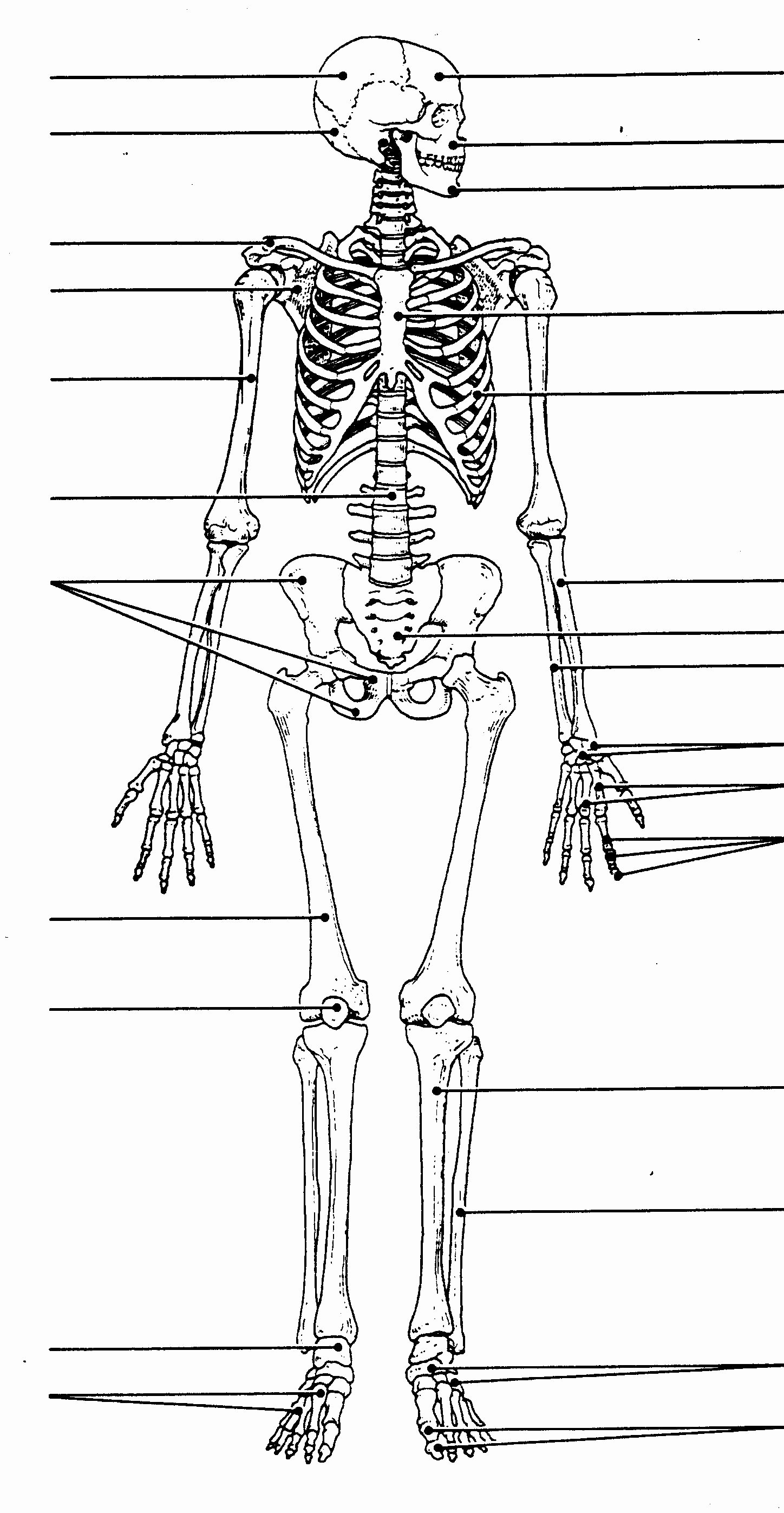 50 Skeletal System Labeling Worksheet Pdf