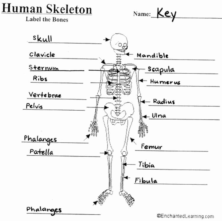 50 Skeletal System Labeling Worksheet Pdf Chessmuseum Template Library
